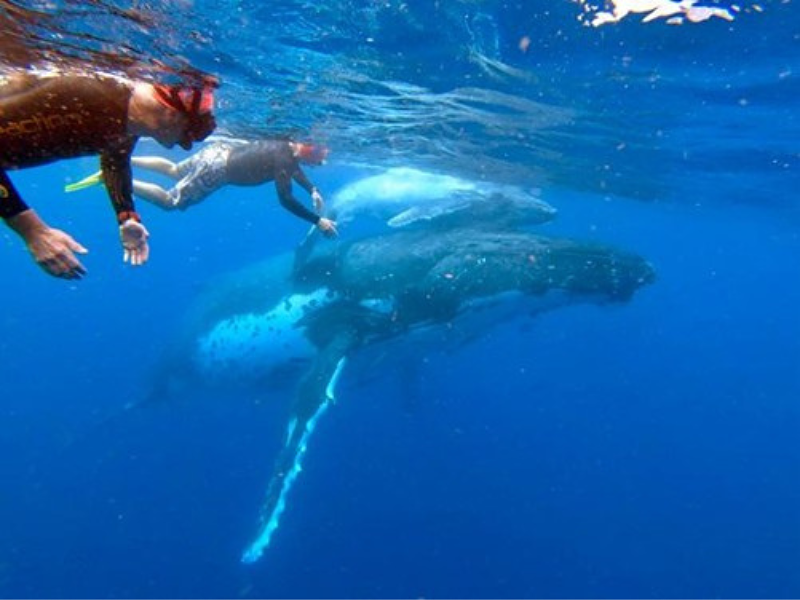 Experience Tonga from the sea - Ocean Swim Safaris